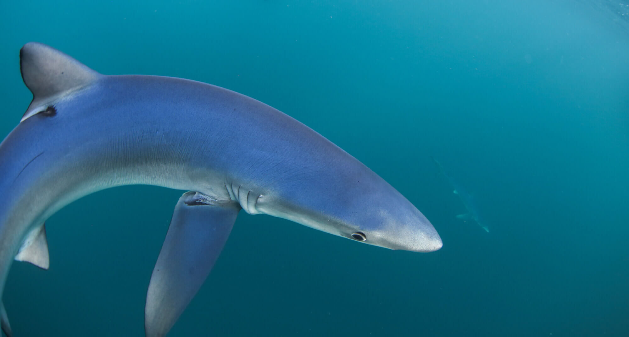 Shark snorkelling trips, Cornwall shark tours | Blue Shark Snorkel