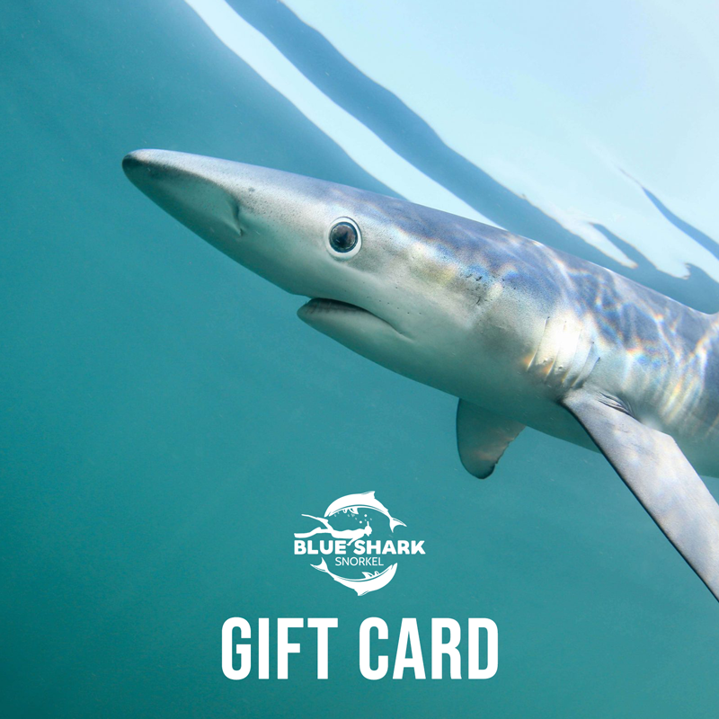 Gift Card Blue Shark Snorkel